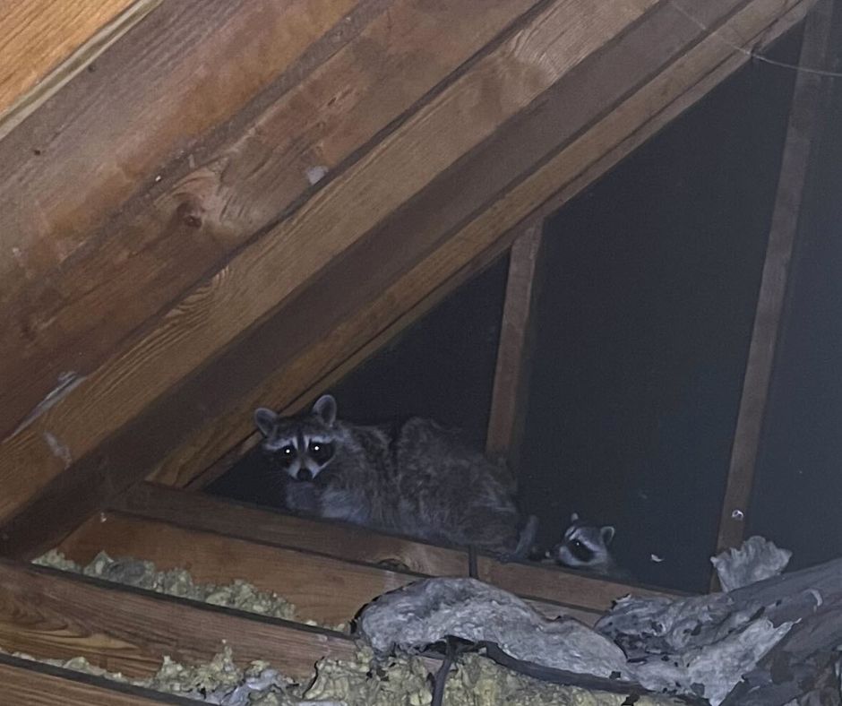 Why You Shouldn't Attempt Raccoon Removal Yourself - Critter Authority