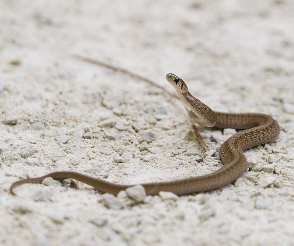 Snake Removal in Richmond, Hanover, and Henrico - Critter Authority