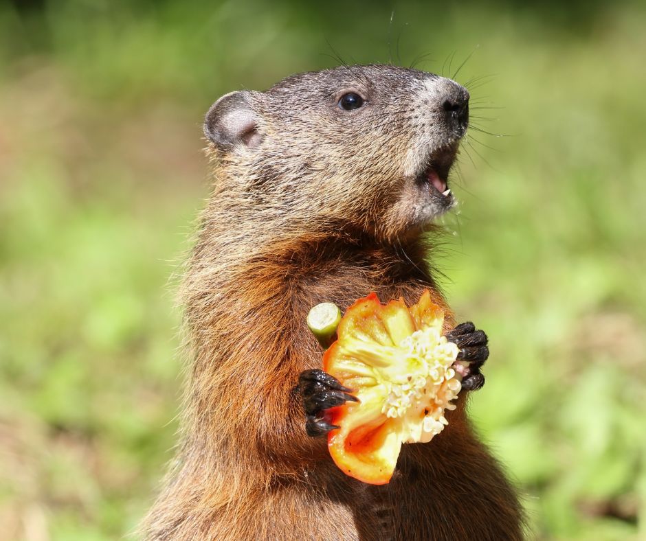 How Does Wildlife Beat the Heat in Richmond? - Critter Authority