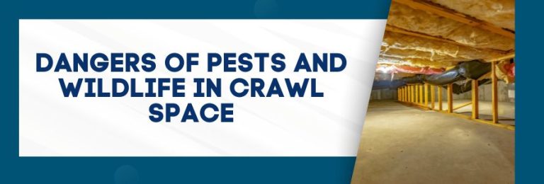 Dangers of Pests and Wildlife in Crawl Space - Critter Authority