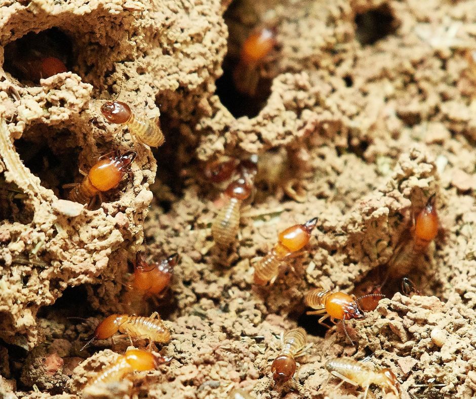 Termite Awareness Week - Critter Authority