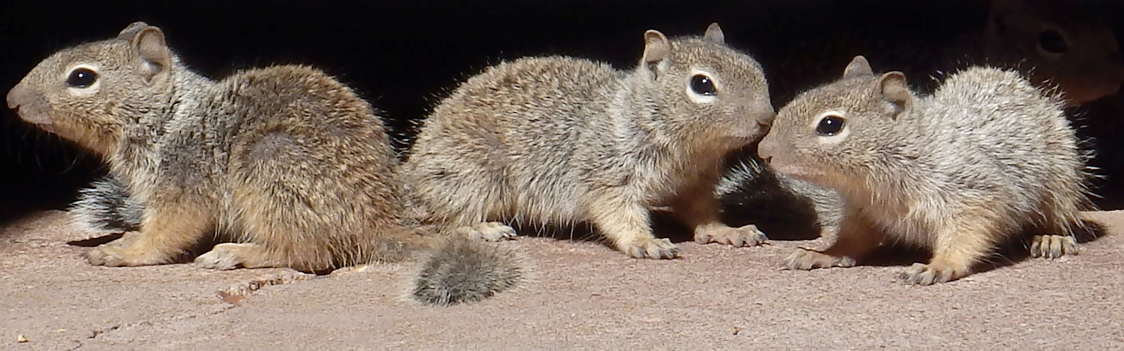 Animals in the Crawl Space Richmond VA-Critter Authority